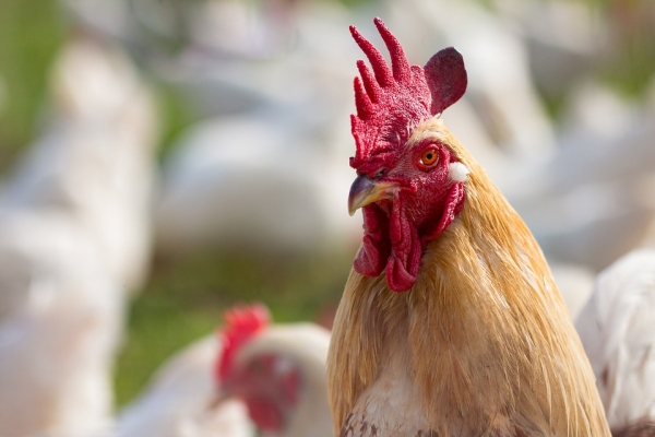 French smart-poultry farming system is going worldwide - Euromeatnews.com