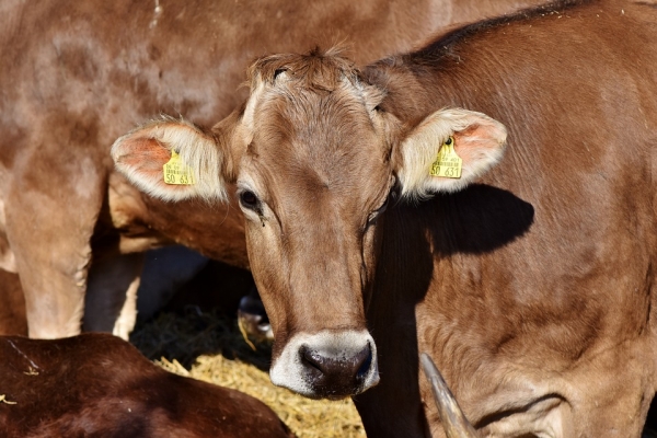 Miratorg invested over $85.5 million in one of its meat production ...
