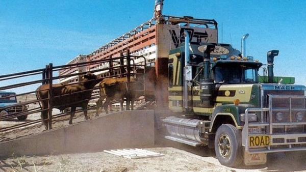 Australian researchers to offer new meat standards for beef ...