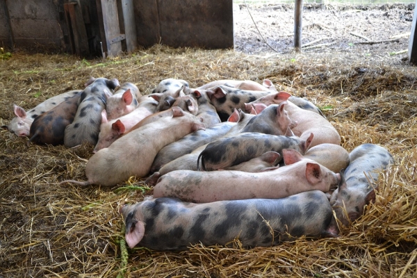 Belgium to create ASF buffer zone by culling 4,000 pigs - Euromeatnews.com