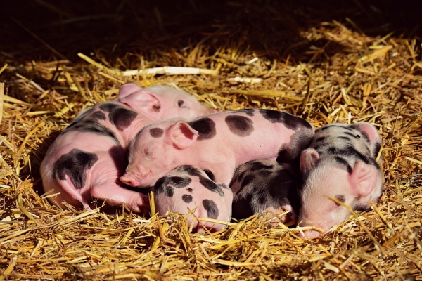 Miratorg increased its pork production in the Kursk region ...