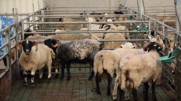 Miratorg doubles the sheep numbers in pilot farm project - Euromeatnews.com