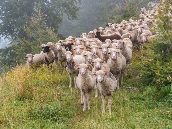 Greece to promote sheep and goat meat in 3 countries - Euromeatnews.com