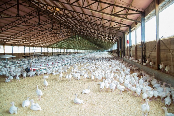 Slight decrease in Ukrainian poultry exports - Euromeatnews.com