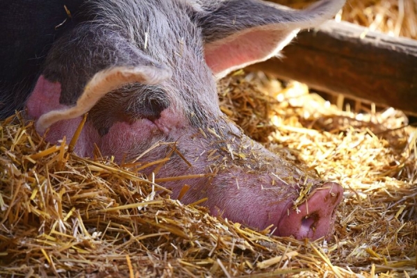 Brazilian average pig prices just jumped over the EU - Euromeatnews.com