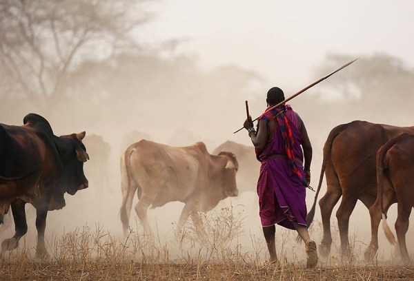 Kenya looks to increase beef production - Euromeatnews.com