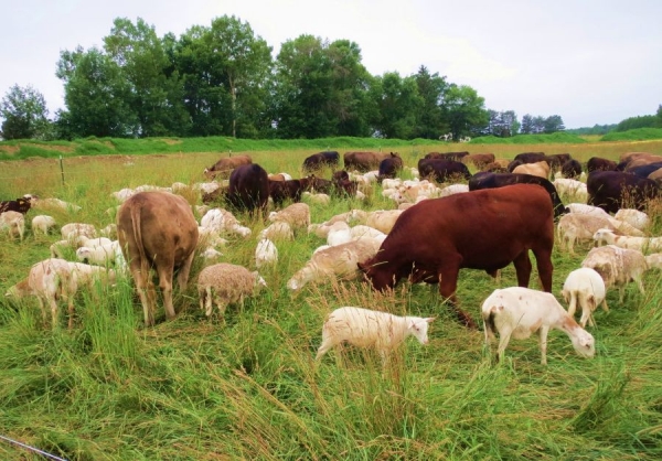 Livestock remains essential for a balanced agroecological system ...