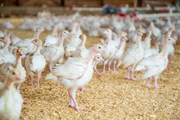 The European Poultry Meat Sector Commits To Develop A Sustainability