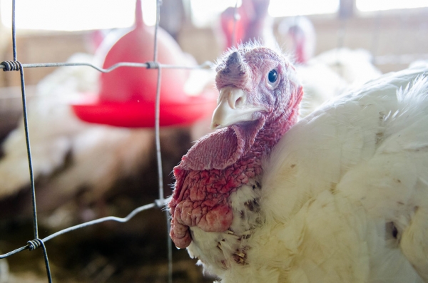 33 million birds culled so far in North America - Euromeatnews.com