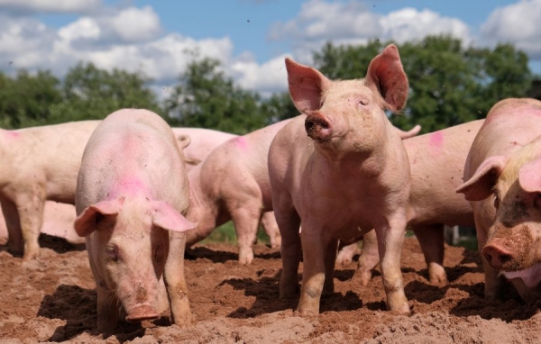 Pig prices advance in Spain and Belgium - Euromeatnews.com