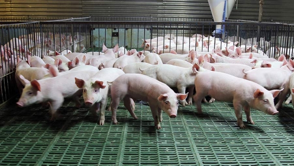 USDA: Global pork exports down 10 % in 2022 - Euromeatnews.com