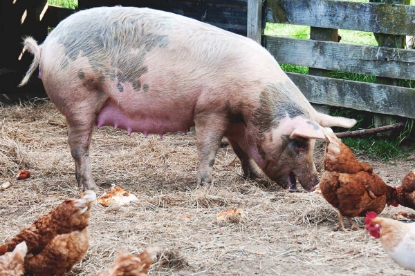 Positive projections for poultry and pig farming in Brazil ...