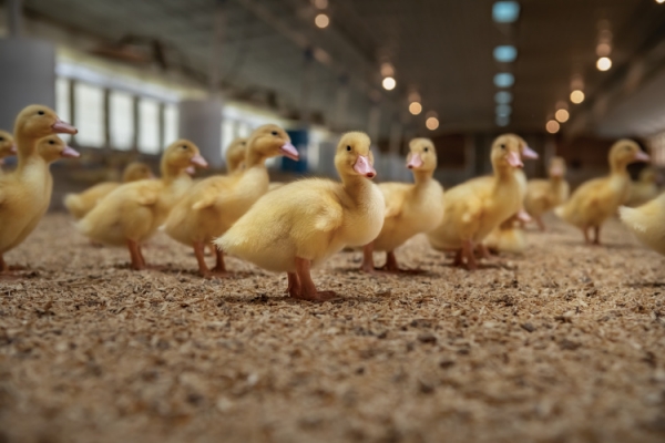 South Korea confirms new bird flu case at a duck farm - Euromeatnews.com
