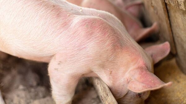 Recovery of EU pig prices in December - Euromeatnews.com
