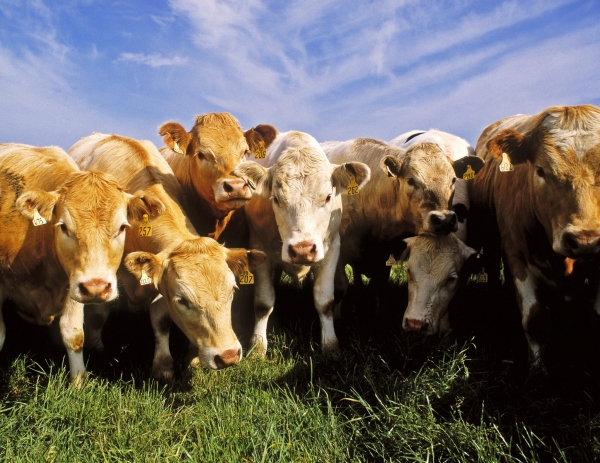 IFA: Farmers should hold firm against factories as prices rise ...