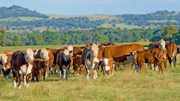 A strong trading environment for Australian beef - Euromeatnews.com