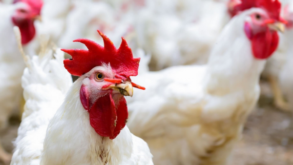 Mexico detects first H5N1 avian flu outbreak of the season ...