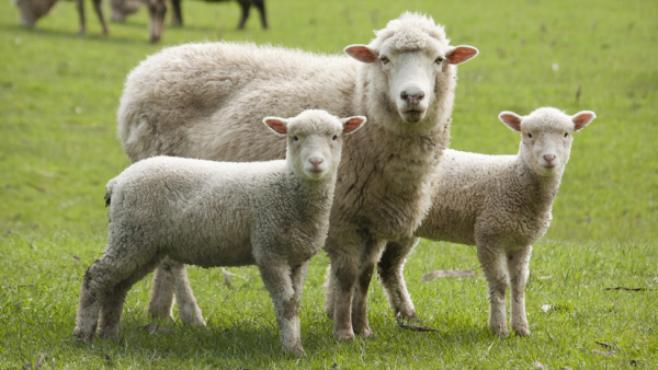 Australian lamb production outpaces New Zealand - Euromeatnews.com