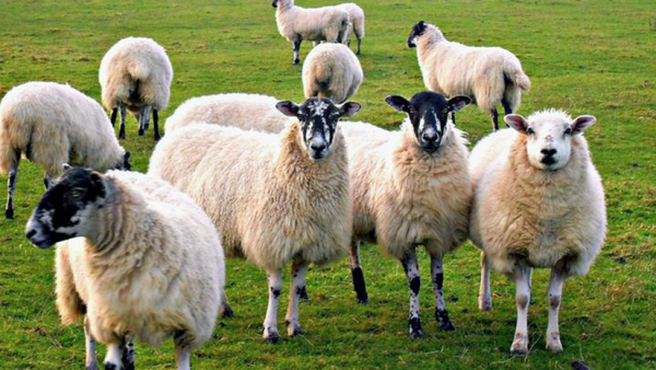B+LNZ Lamb Crop Report 2023 - Euromeatnews.com