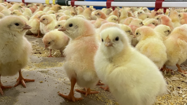 JBS inaugurates Brazil's largest and most modern chick hatchery ...
