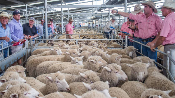 Lamb co-products compendium highlights opportunities from sheepmeat ...