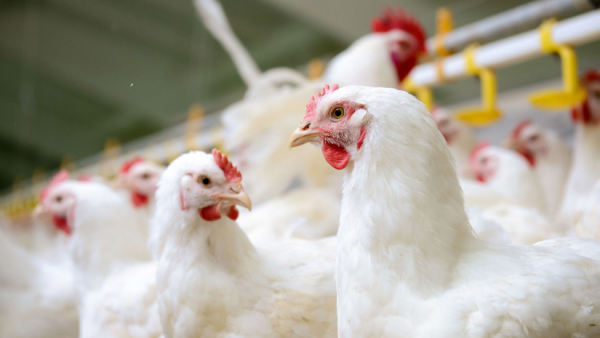 Broiler industry provides 1.4 Million jobs and $450 billion in economic ...