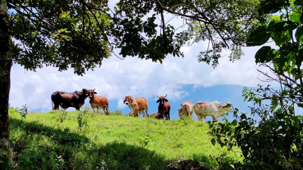 Rabobank: Global animal protein outlook 2025 - Euromeatnews.com