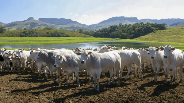 Brazil is preparing to export beef in Japan - Euromeatnews.com