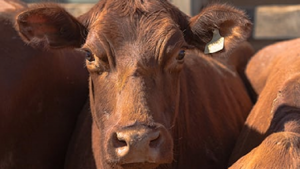 Australia: Cattle and lamb turn off surges as seasonal conditions bite ...