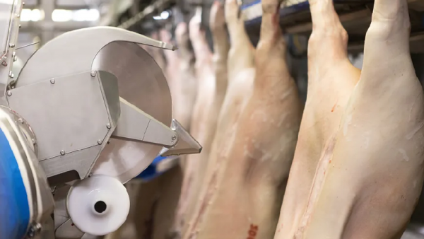 SBAG upgrades pork processing with M-Line robotics - Euromeatnews.com
