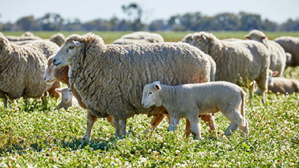 Australian red meat is a trusted choice in South-East Asia ...