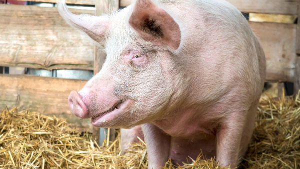 Croatia culls 10,000 pigs due to new ASF outbreak - Euromeatnews.com