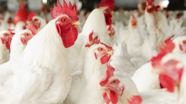Rabobank: Another bullish year for poultry, but with more market ...