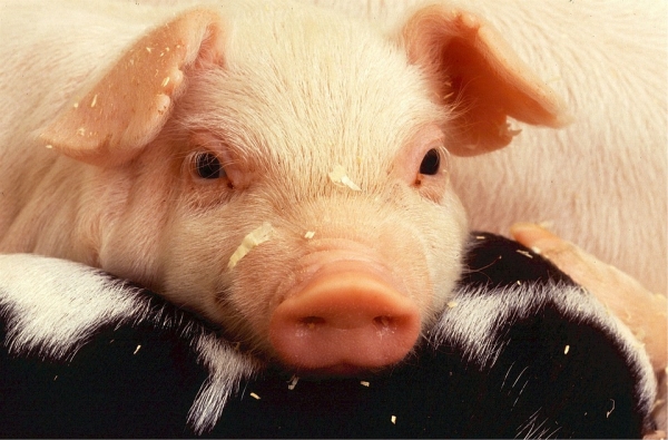 Pork products from Vietnam banned by the Philippines - EuroMeatNews