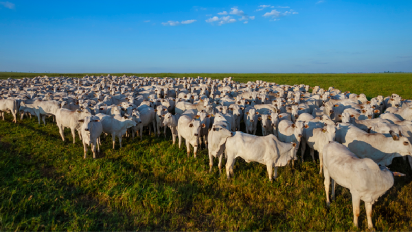 Ministry of Agriculture establishes working group to strengthen ...