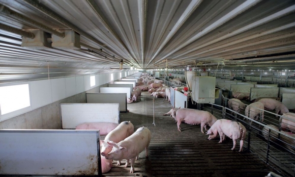Pig prices in Spain are going up - EuroMeatNews
