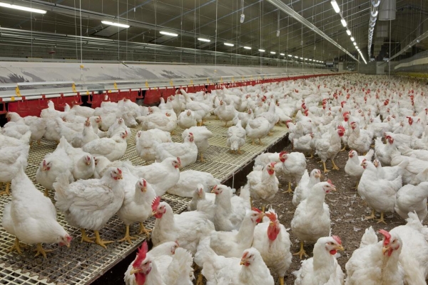 Poland becomes the third poultry exporter in the world - EuroMeatNews